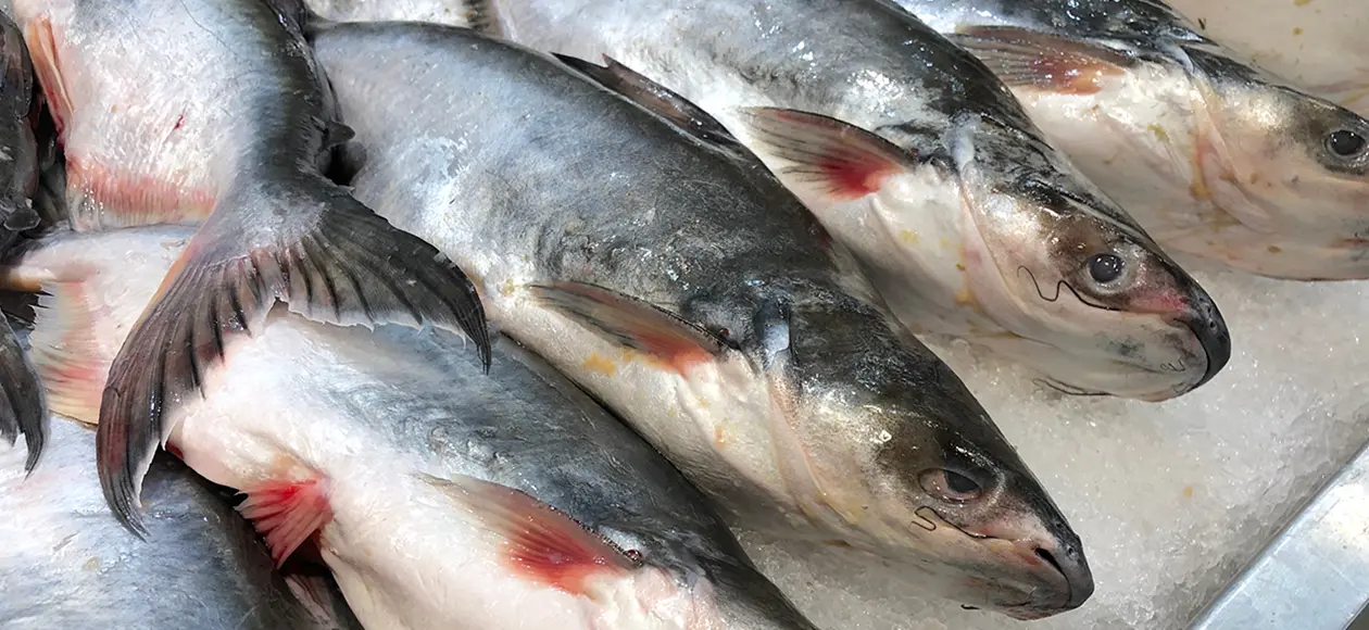 Pangasius - Ezért nem érdemes ezt a halat fogyasztanod - Nők a TOP-on